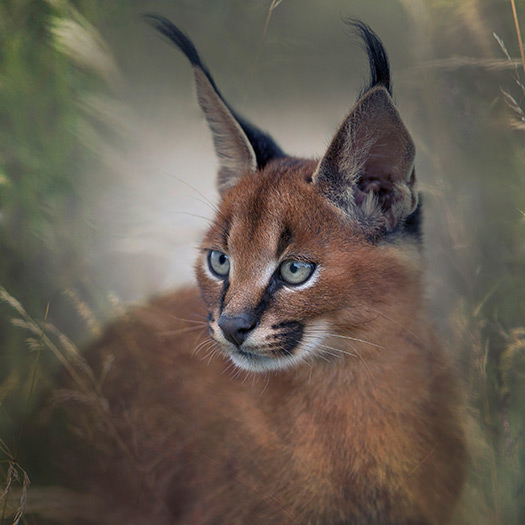 Horton-Stephens - George Logan's Animal Portraits