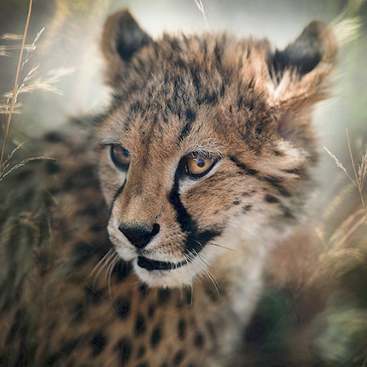 Horton-Stephens - George Logan's Animal Portraits