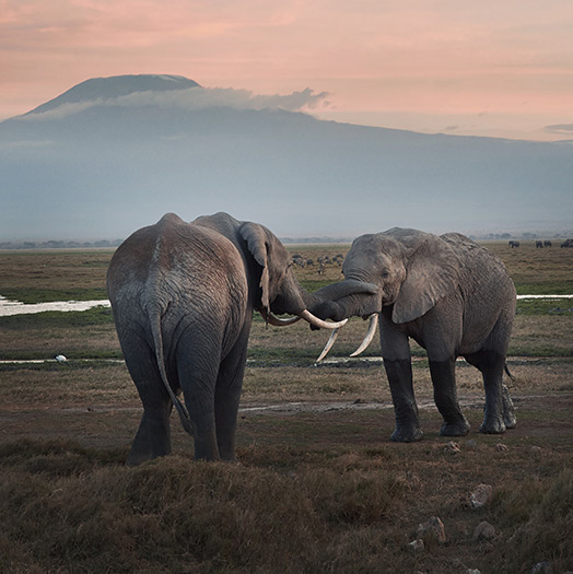 Horton-Stephens - George Logan's Animal Portraits