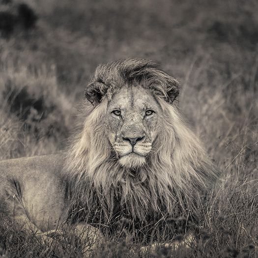 Horton-Stephens - George Logan's Animal Portraits