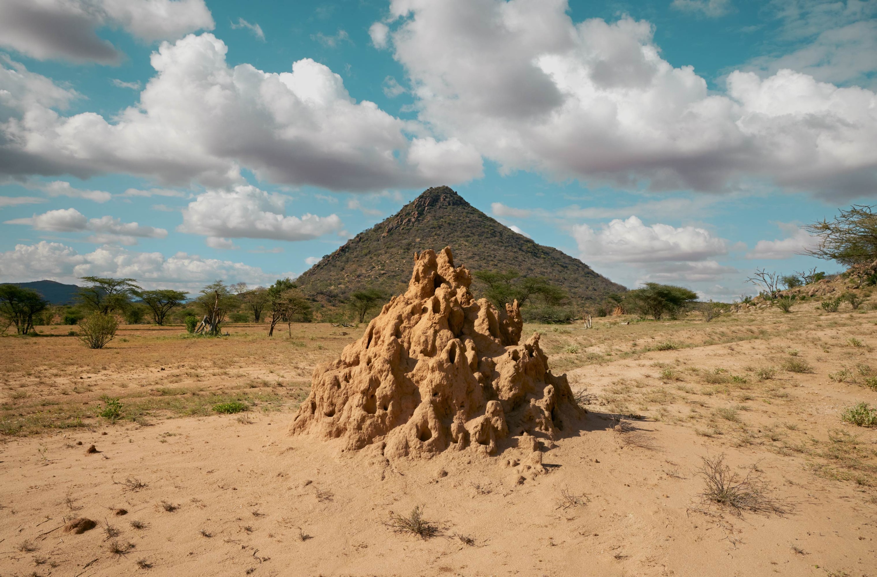 Horton-Stephens - Termite Cities