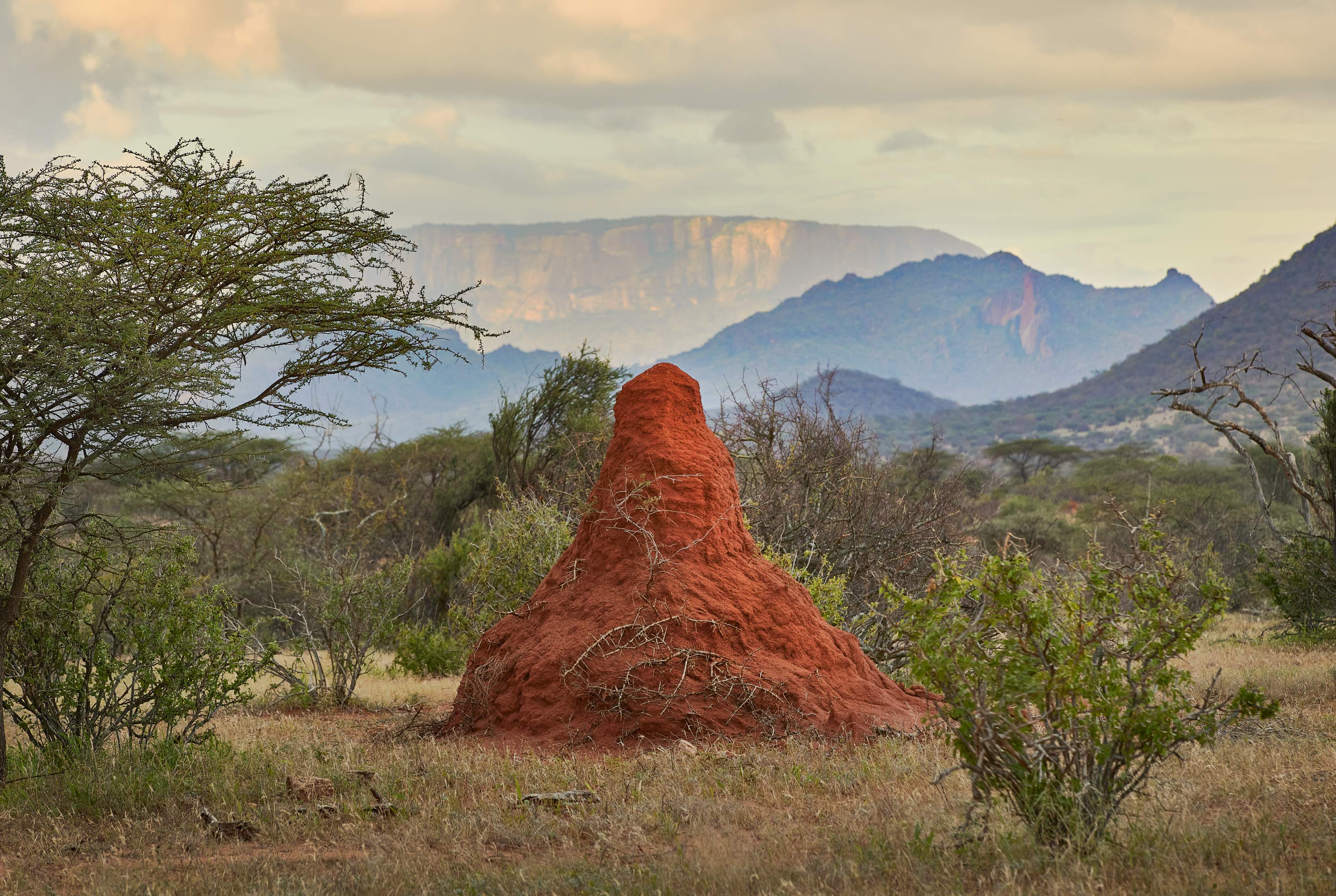 Horton-Stephens - Termite Cities