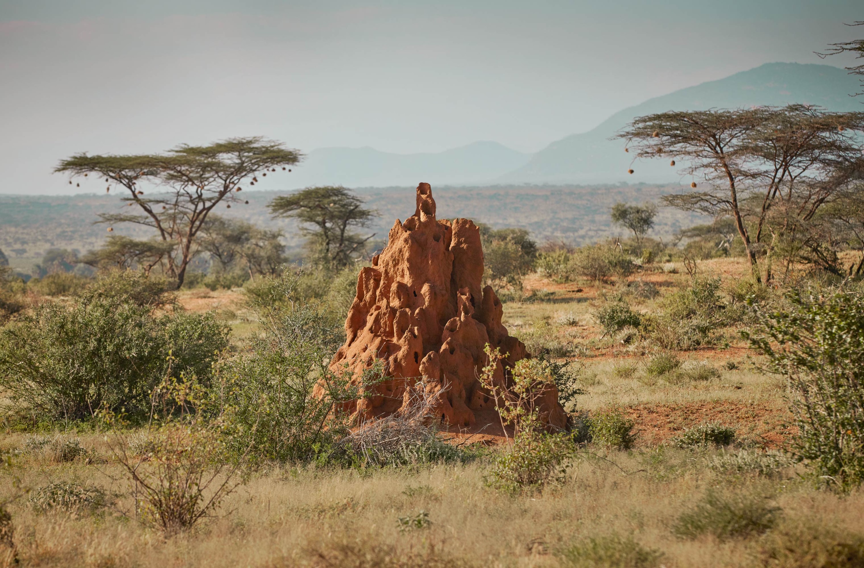 Horton-Stephens - Termite Cities